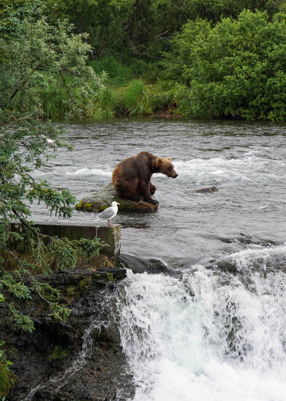 Cheapest Way to Visit Brooks Falls in Katmai National Park - Andrea ...
