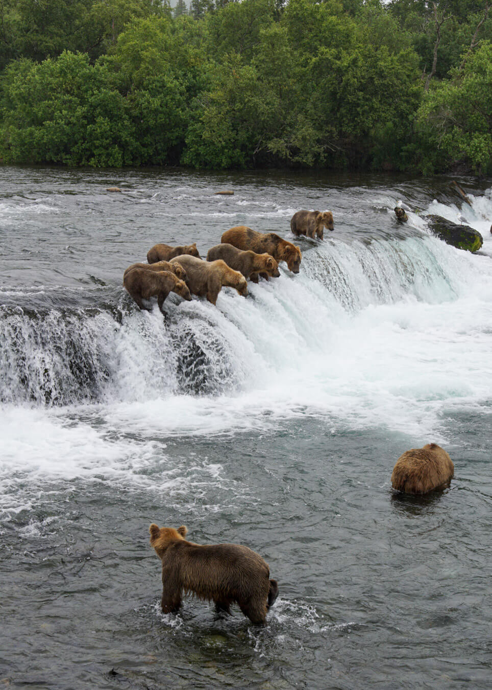 Cheapest Way to Visit Brooks Falls in Katmai National Park - Andrea ...