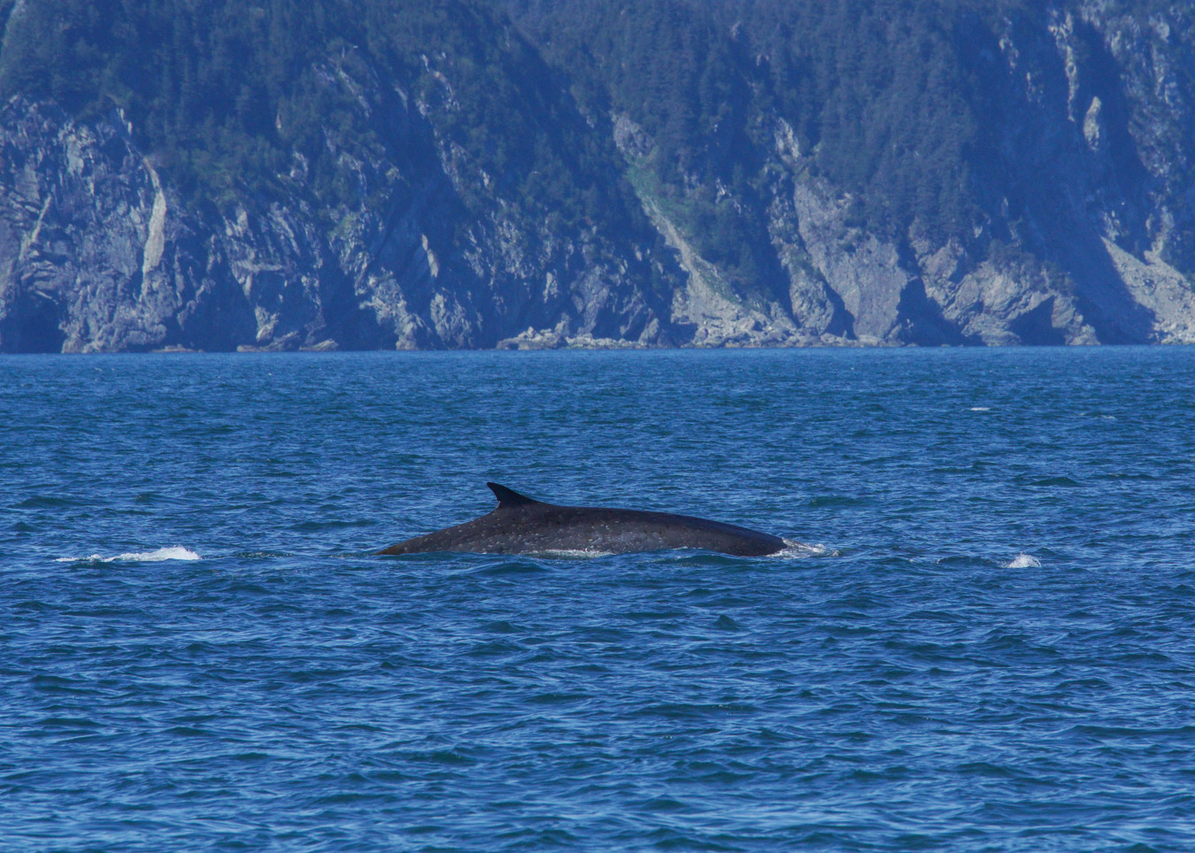Alaska Whale Watching Guide: Best Time and Place to See Whales - Andrea ...