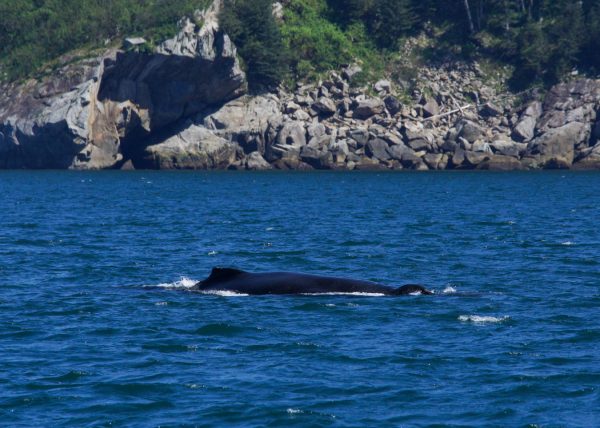 Alaska Whale Watching Guide: Best Time and Place to See Whales - Andrea ...